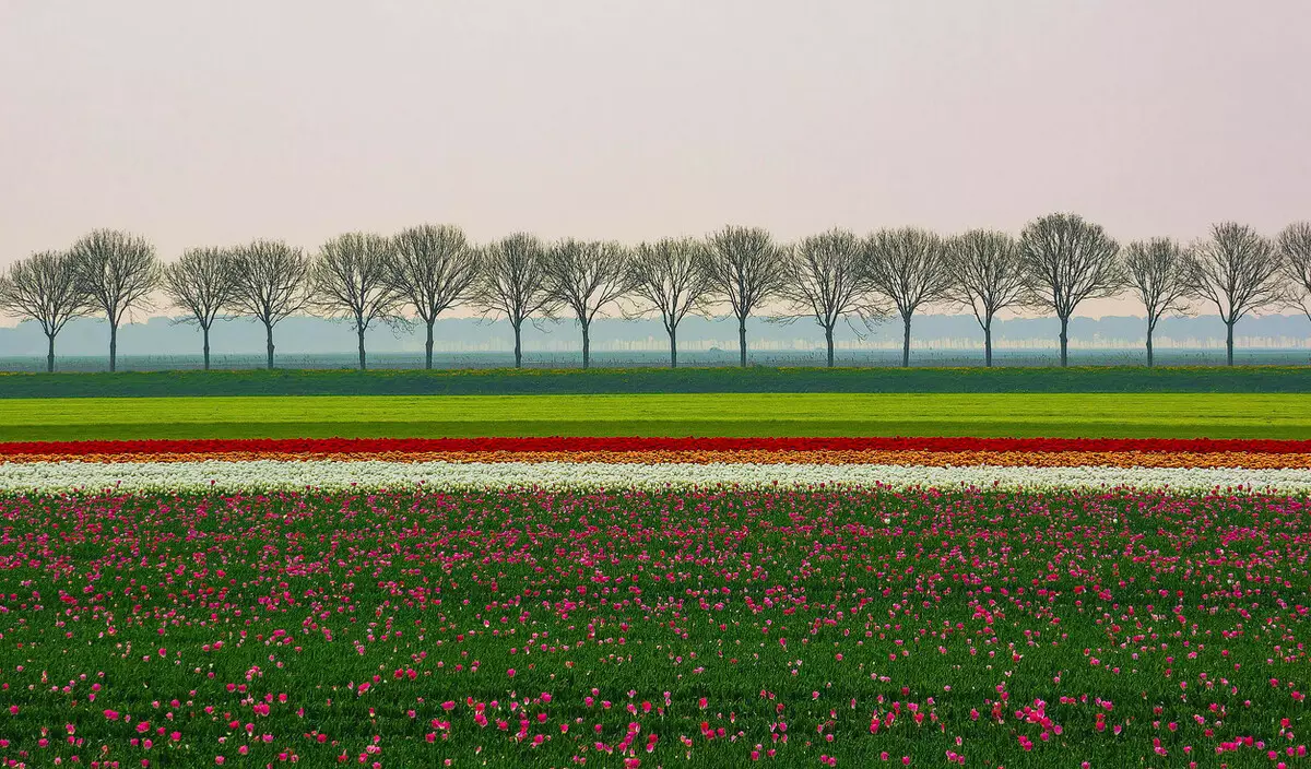 Nos brazos da primavera ... viaxe a través dos campos de primavera brillante! 13005_22