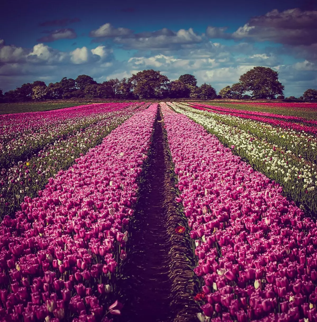 Nos brazos da primavera ... viaxe a través dos campos de primavera brillante! 13005_6