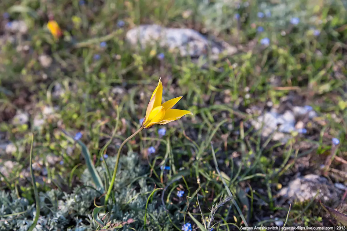 Blossom e tulips të egra në Krime