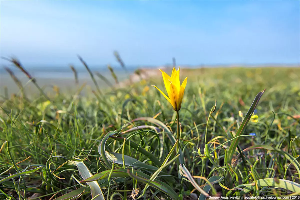 Blossom e tulips të egra në Krime