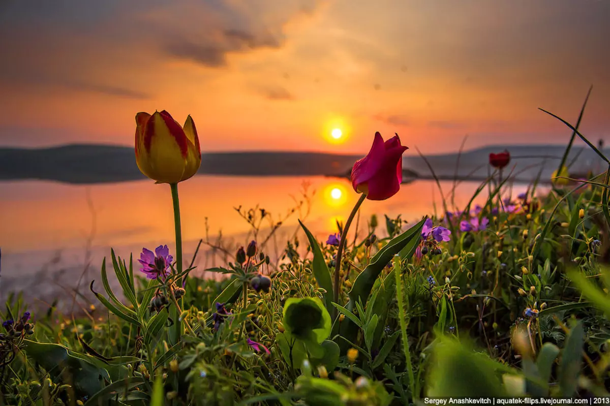 Fleur de tulipes sauvages en Crimée