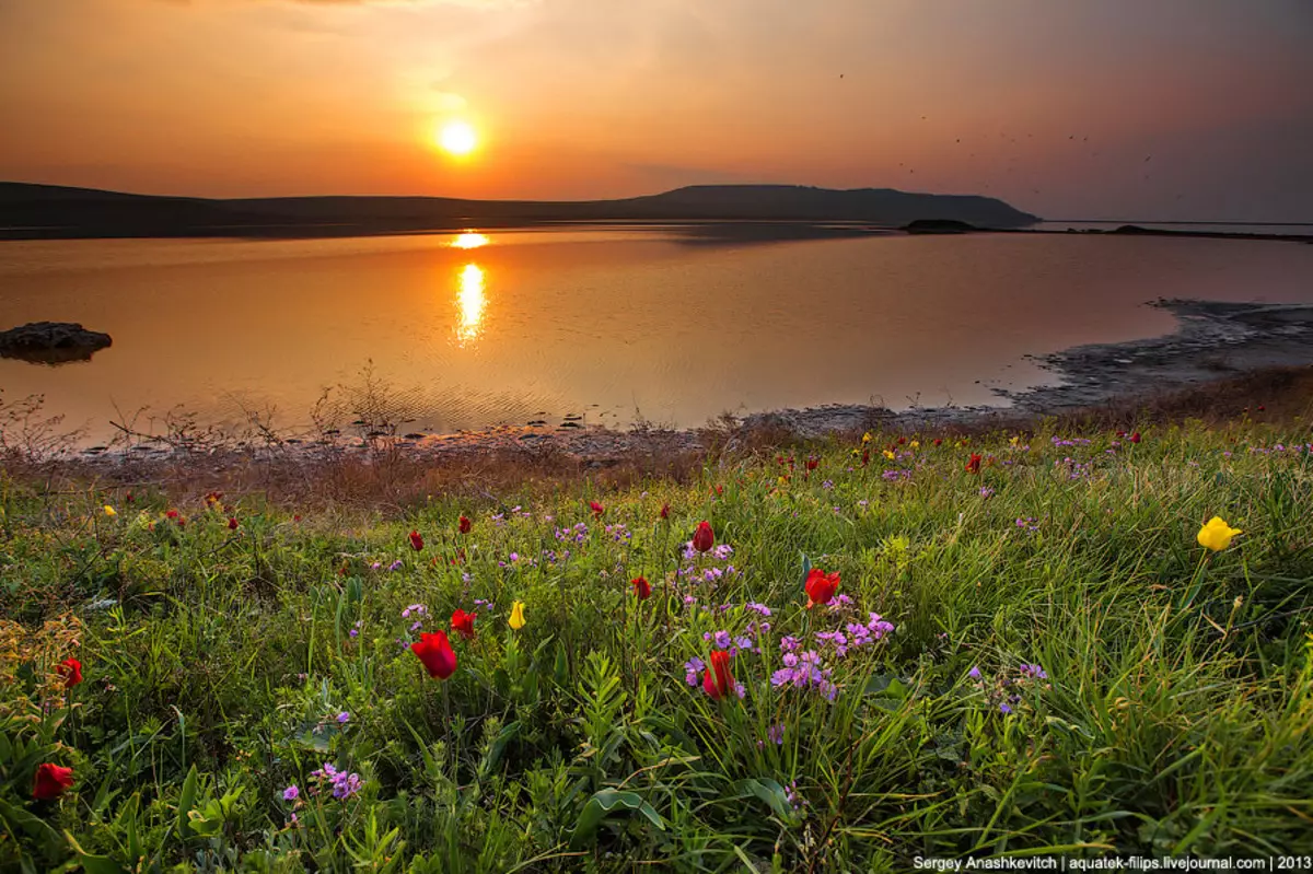 Blossom of Tulips Fiáine sa Crimea