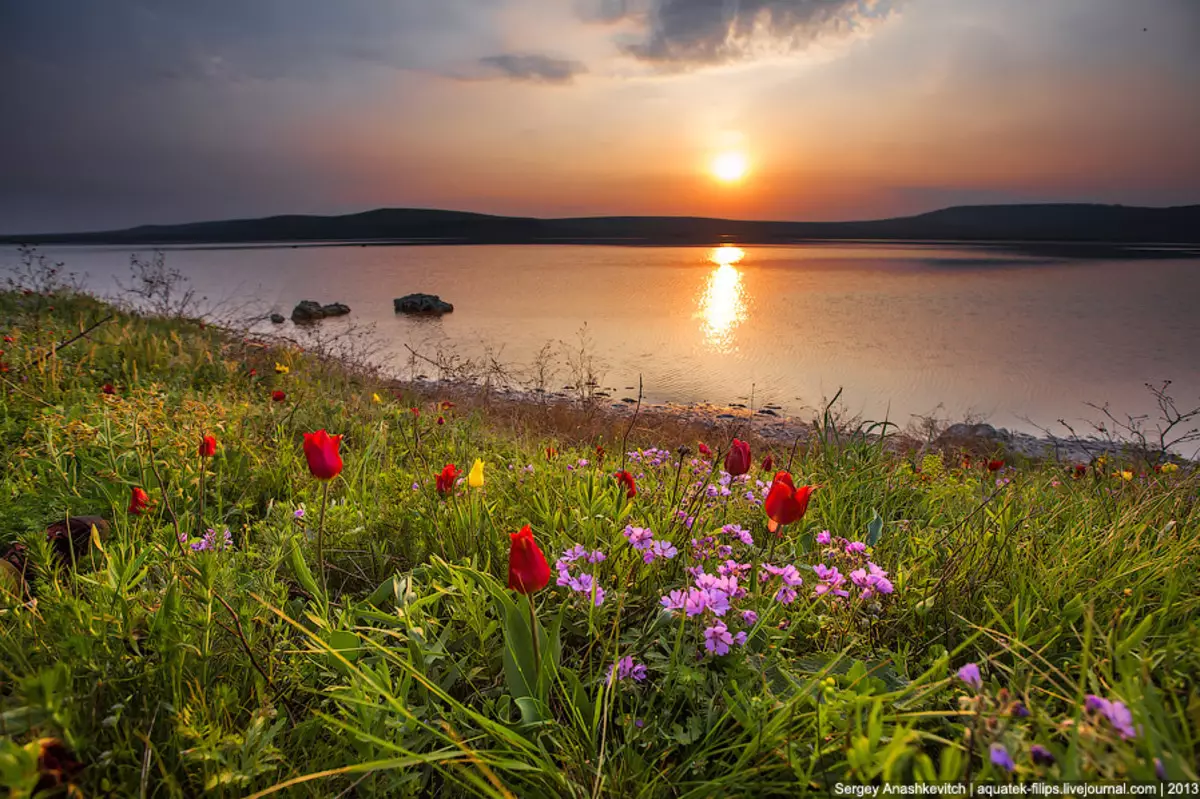 Flor de tulipas salvaxes en Crimea