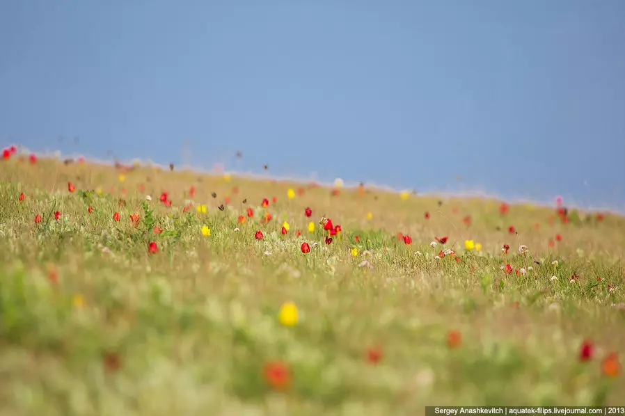 Blossom e tulips të egra në Krime