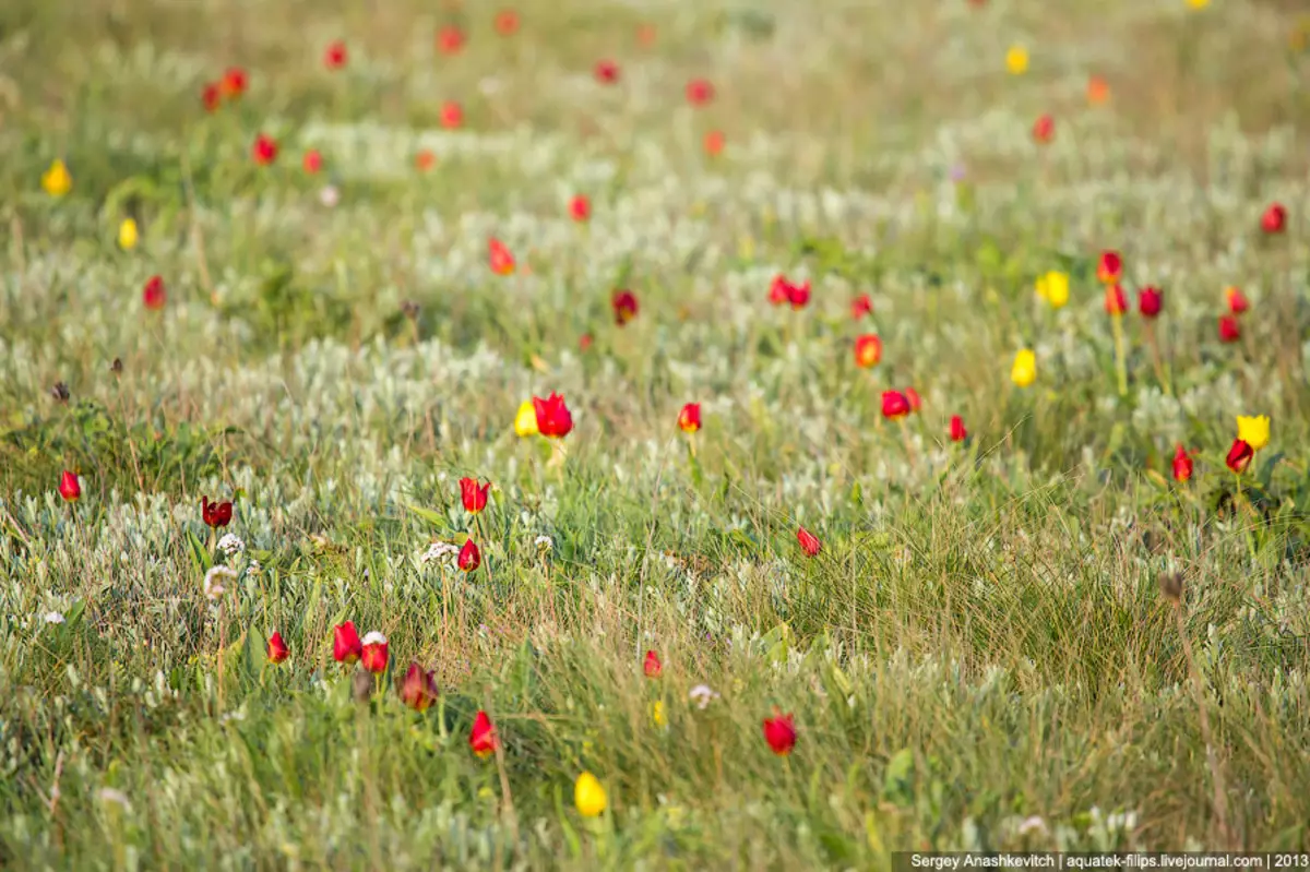 Mamony ny tulips bibidia ao amin'ny Crimea