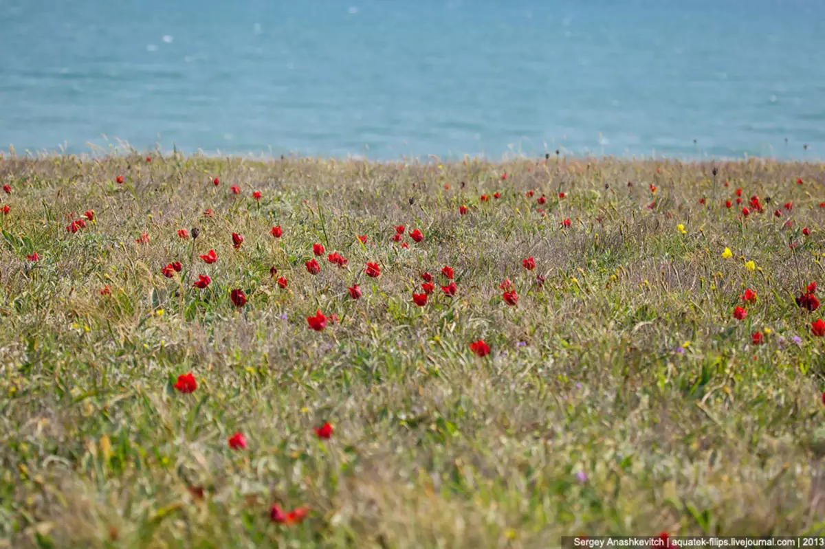 Mamony ny tulips bibidia ao amin'ny Crimea