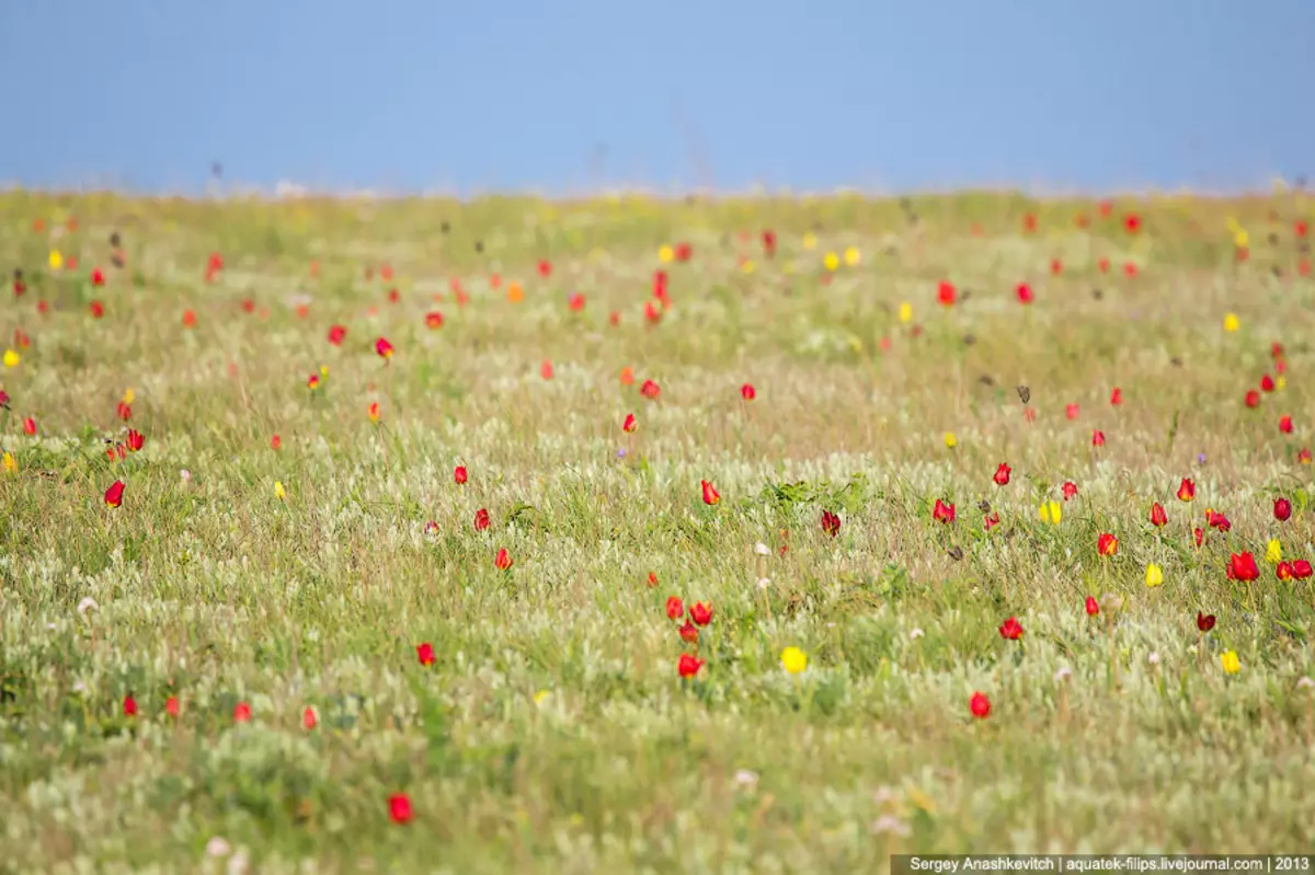 Blossom e tulips të egra në Krime