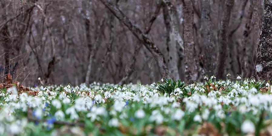 Ranomasin'i Snowdrops any Crimea