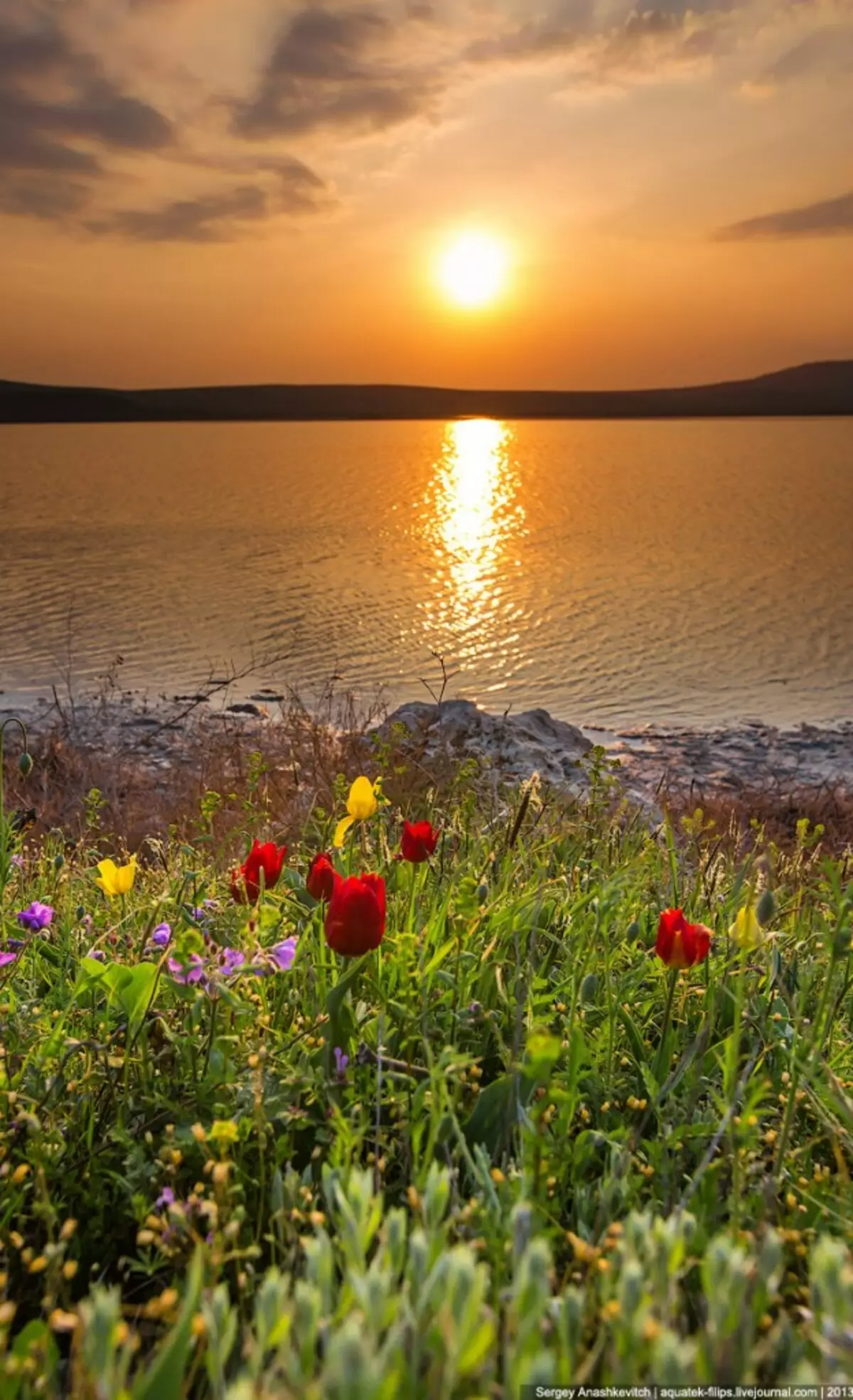 Blossom e tulips të egra në Krime