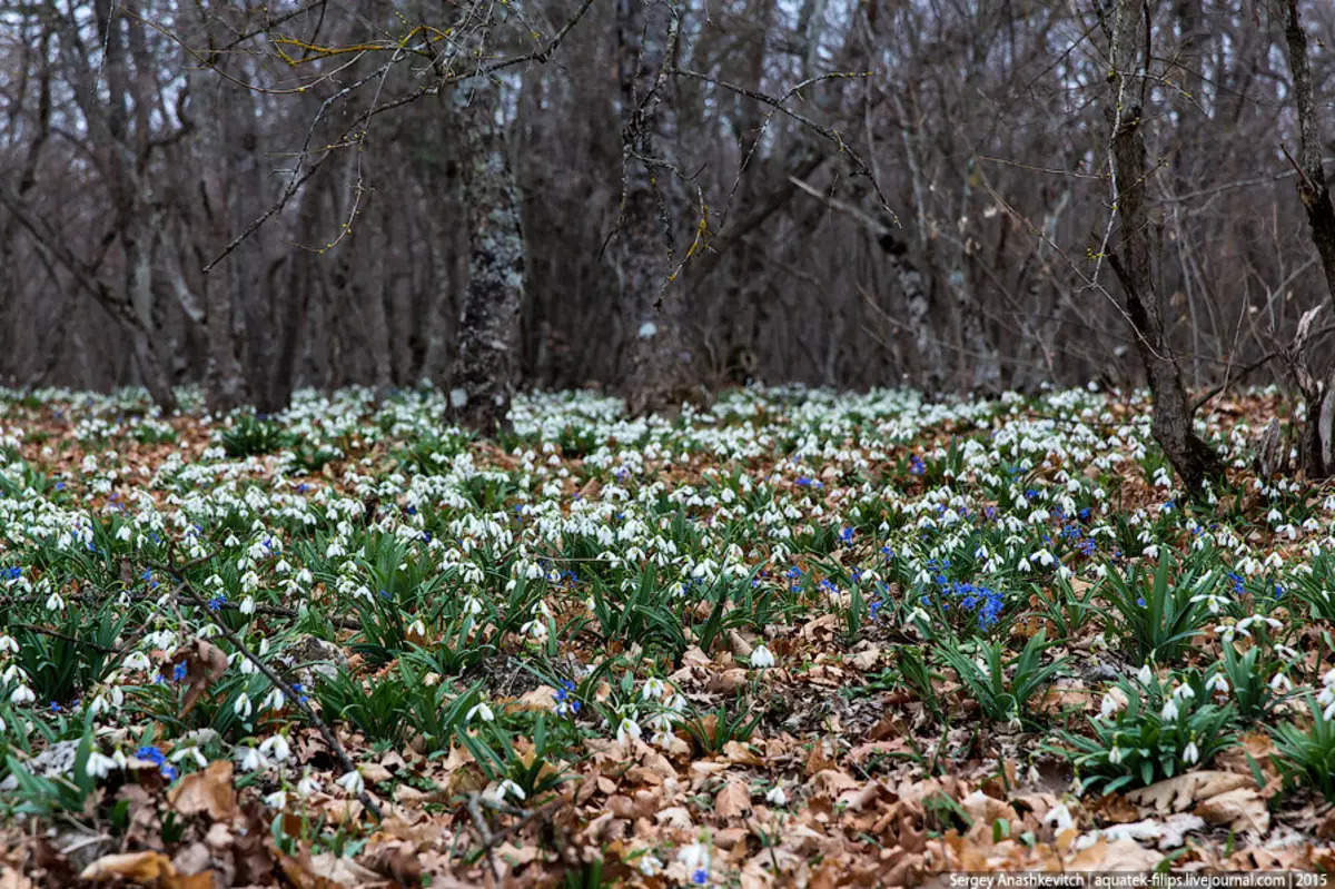 Farraige Snowdrops i Crimea