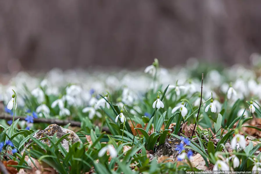 Snowdrops Sea a Crimea