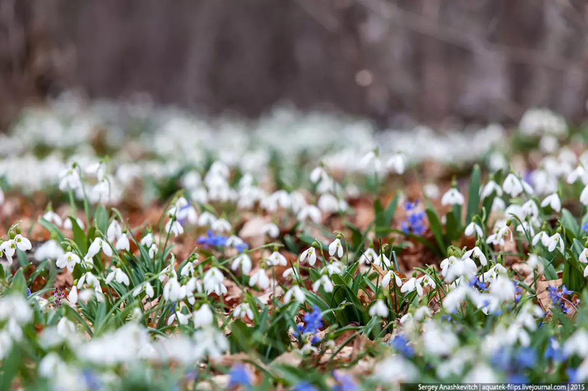 Snowdrops Sea a Crimea