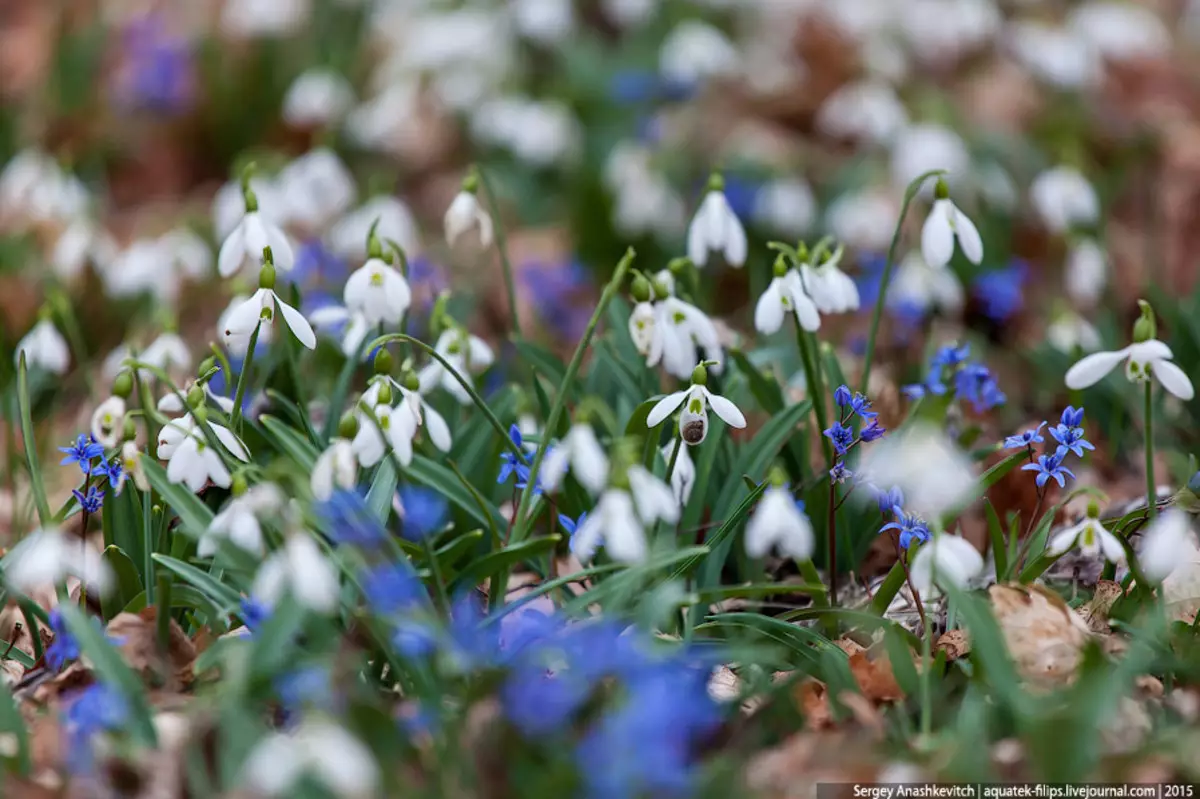 Farraige Snowdrops i Crimea