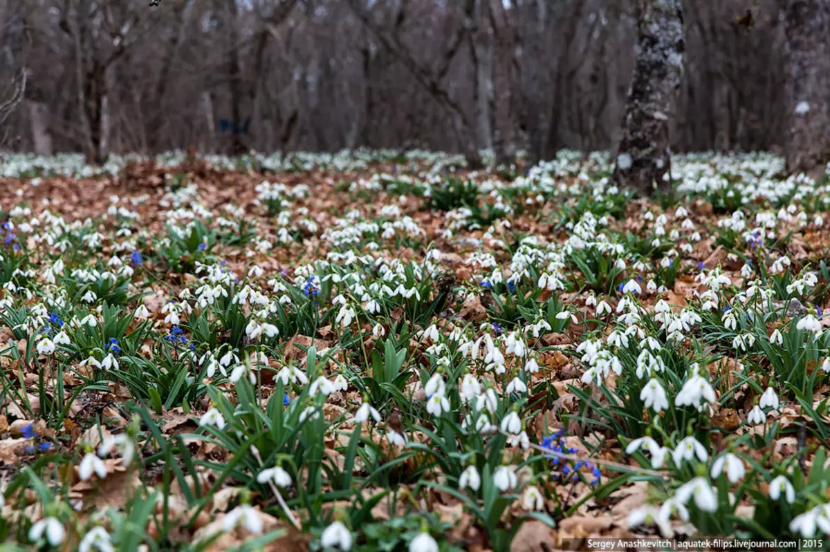 Farraige Snowdrops i Crimea