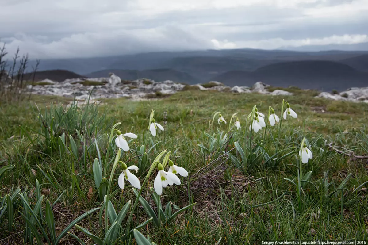 Ranomasin'i Snowdrops any Crimea