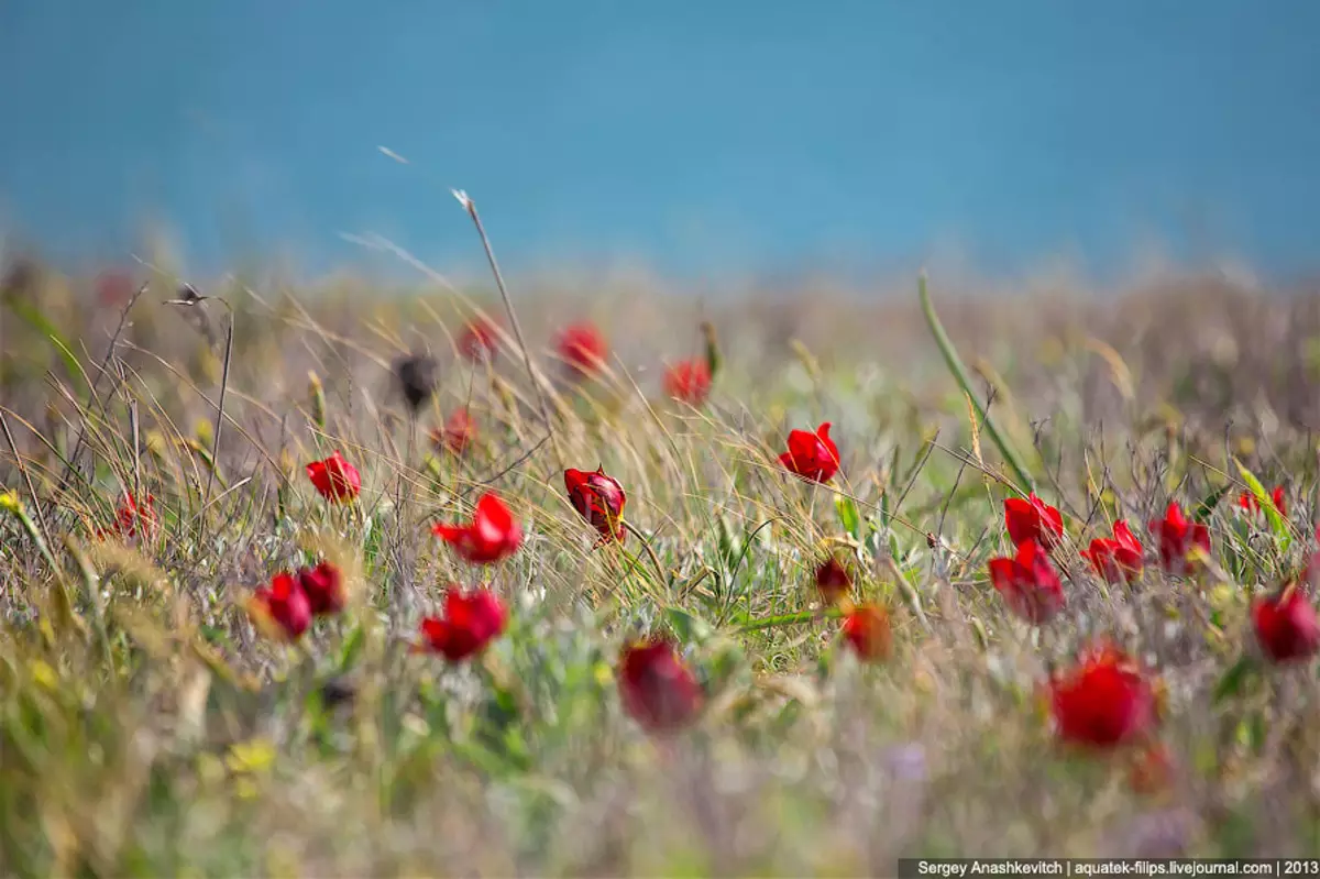 Mamony ny tulips bibidia ao amin'ny Crimea