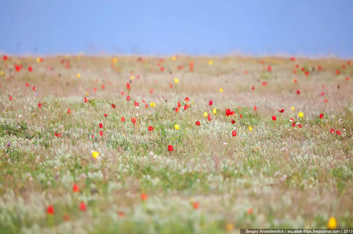 Blomst av vilt tulipaner på Krim