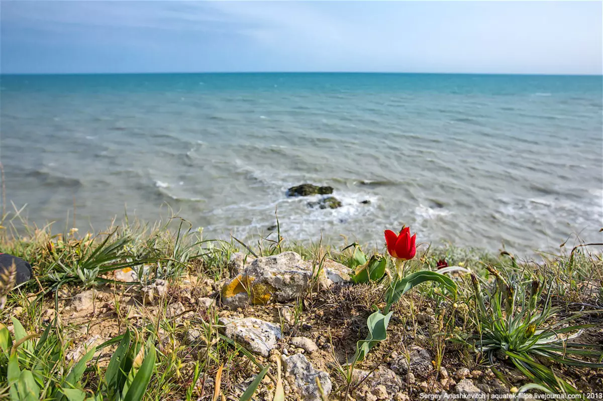 Blossom e tulips të egra në Krime