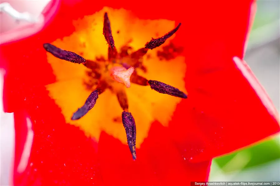 Flor de tulipes salvatges a Crimea