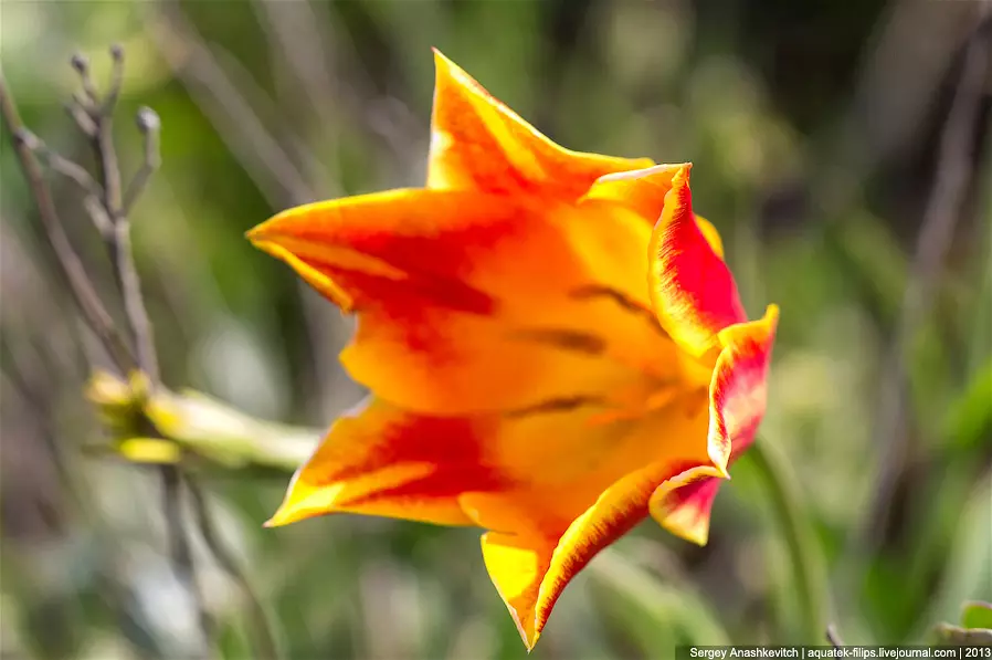 Fleur de tulipes sauvages en Crimée