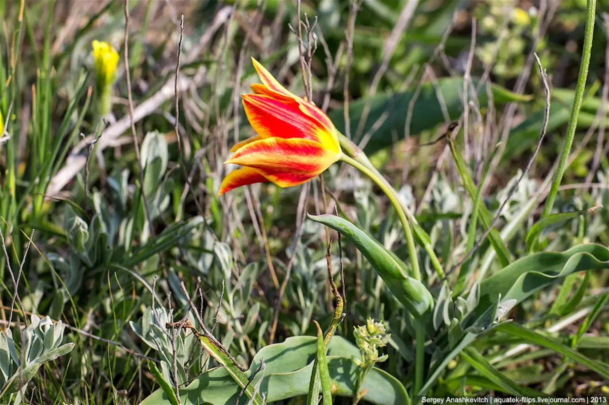 Blossom e tulips të egra në Krime