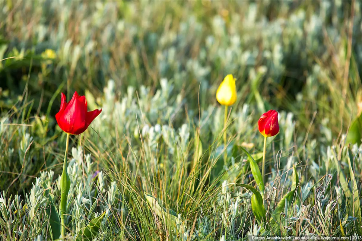 Blossom e tulips të egra në Krime