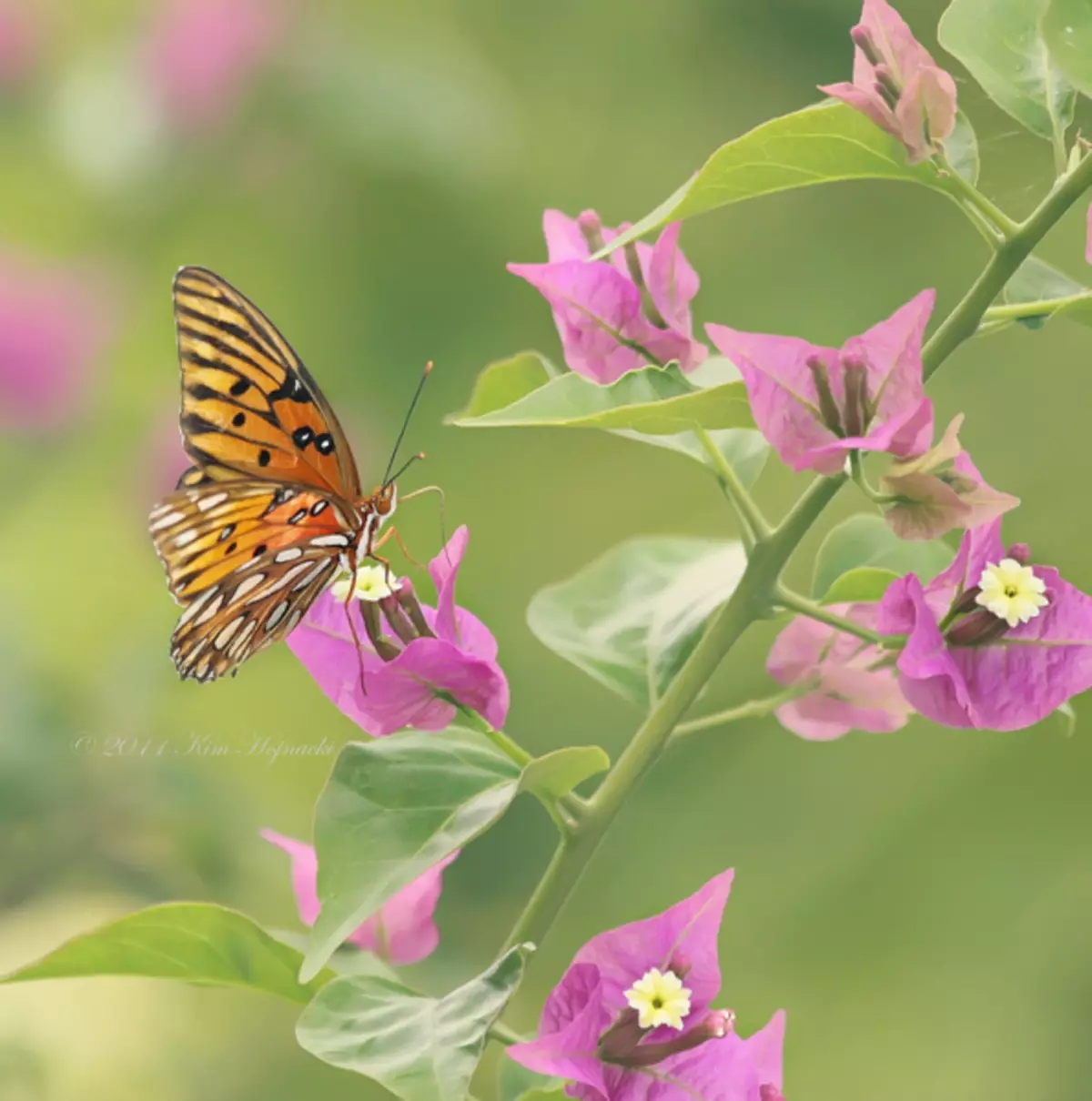 फूल रानी ने किम नाम (48 तस्वीरें)