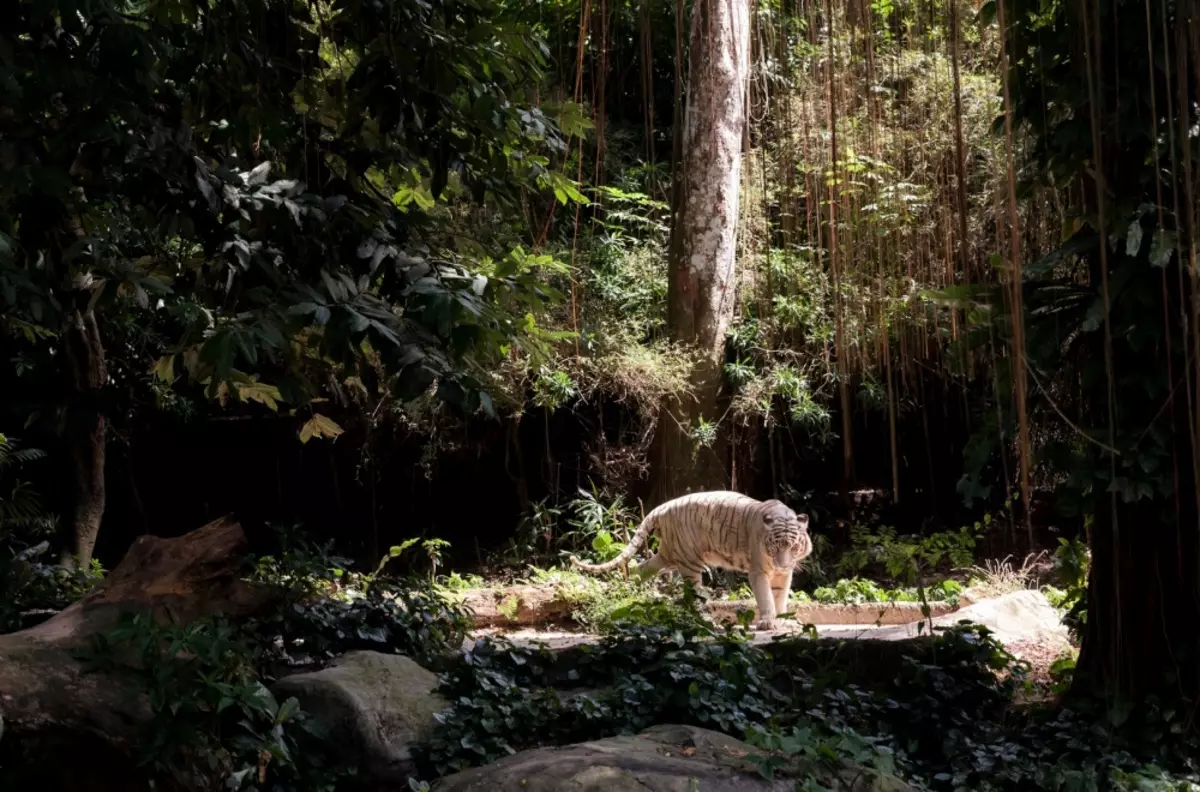 Postagem da floresta de guarda