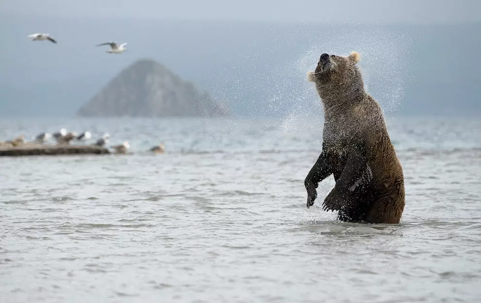 クマの家族についてのユニークなロシアの映画になるかどうか