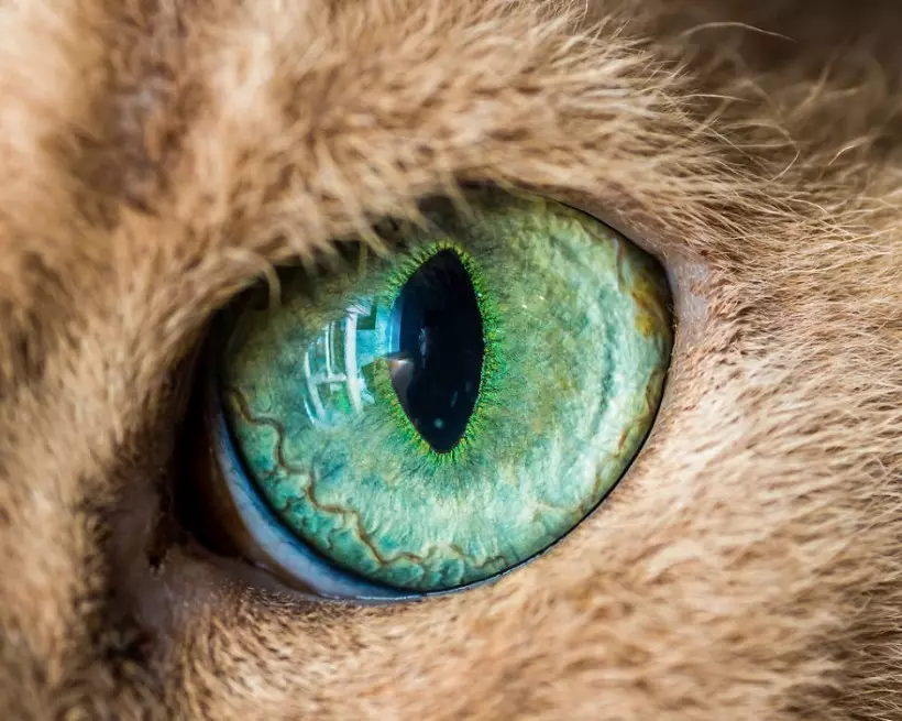 Fantástica macro de ojo felino