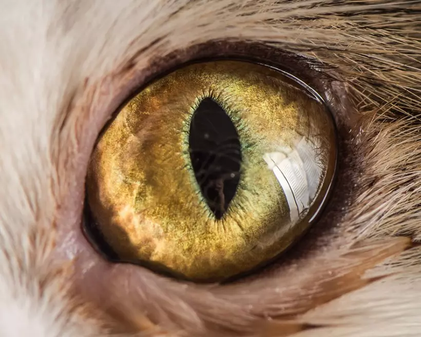 Fantástica macro de ojo felino