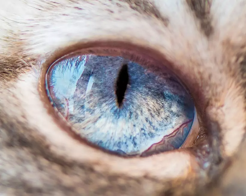 Fantástica macro de ojo felino