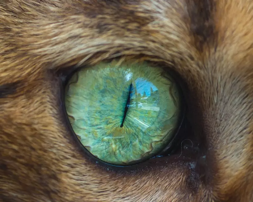 Fantástica macro de ojo felino