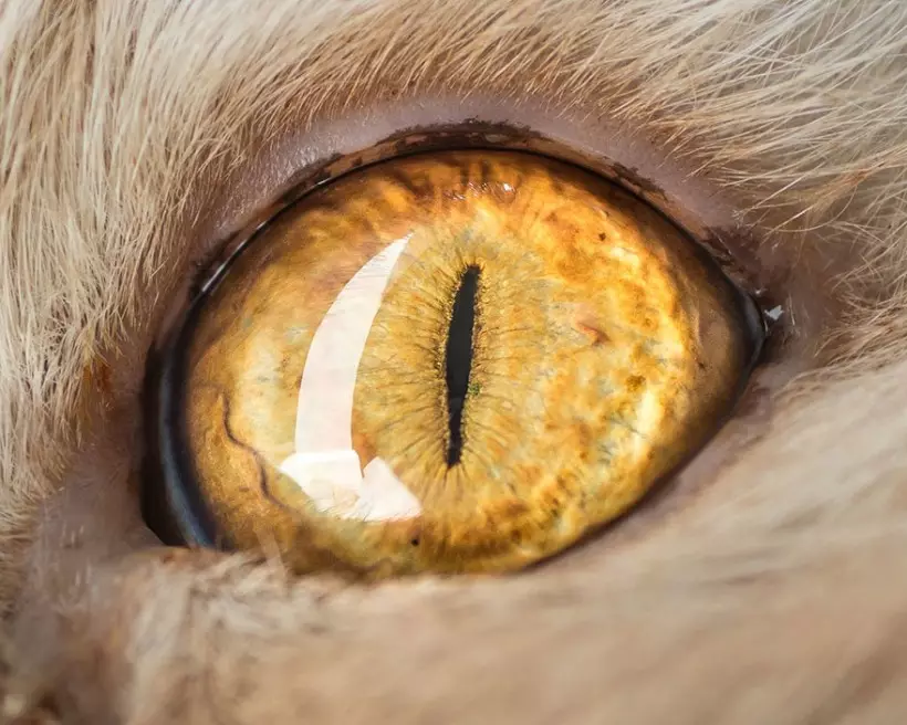 Fantástica macro de ojo felino