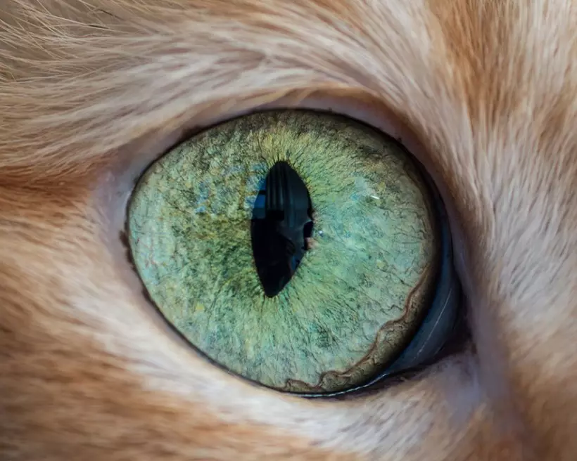 Fantástica macro de ojo felino