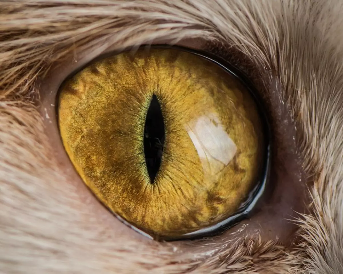 Fantástica macro de ojo felino