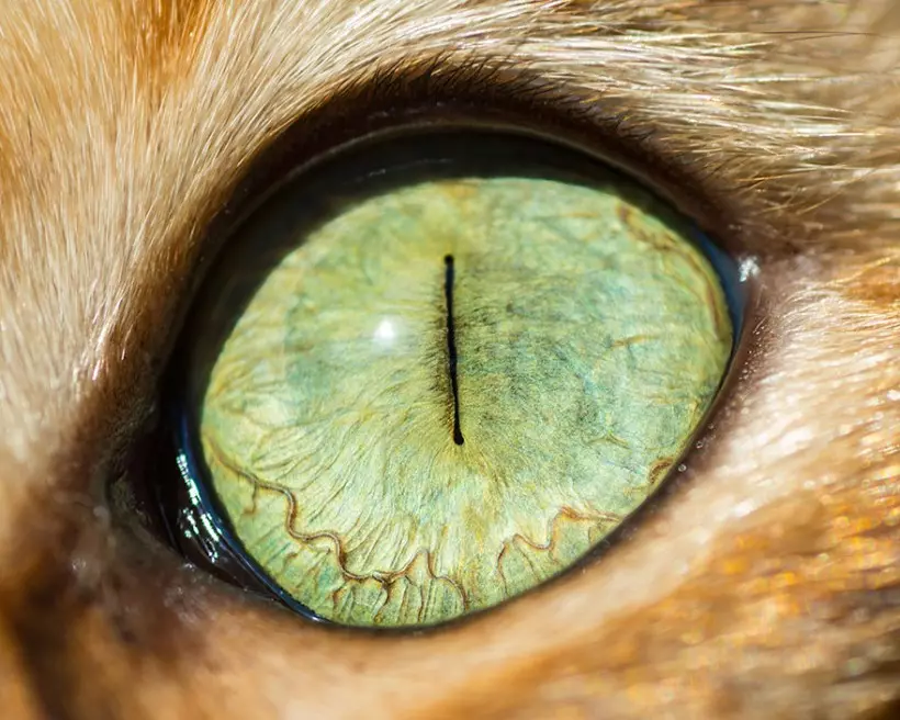 Fantástica macro de ojo felino