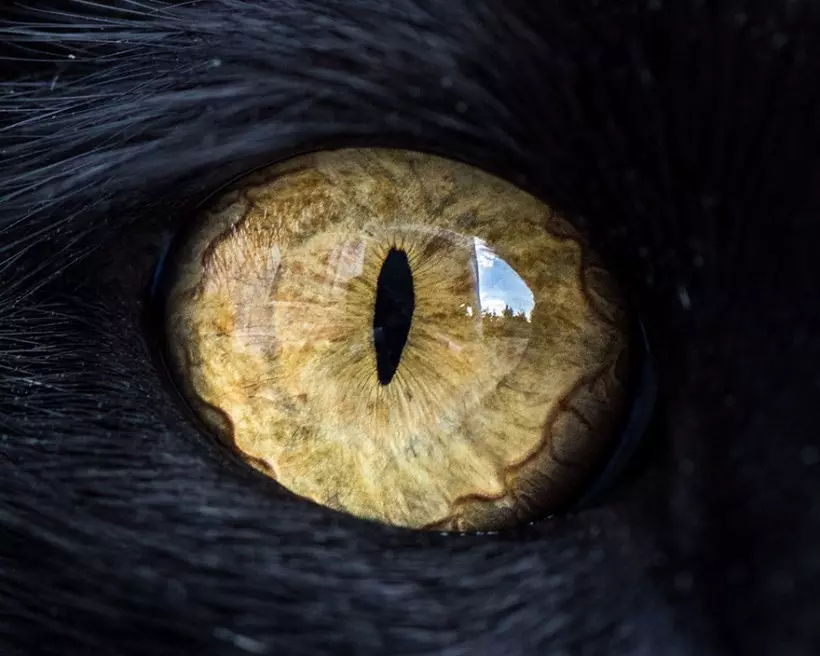 Fantástica macro de ojo felino