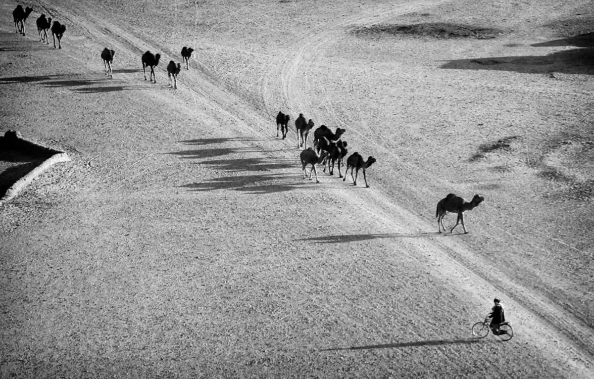 11. Afganès, passant amb bicicleta pels camells passats. (AP / Kevin Frayer)