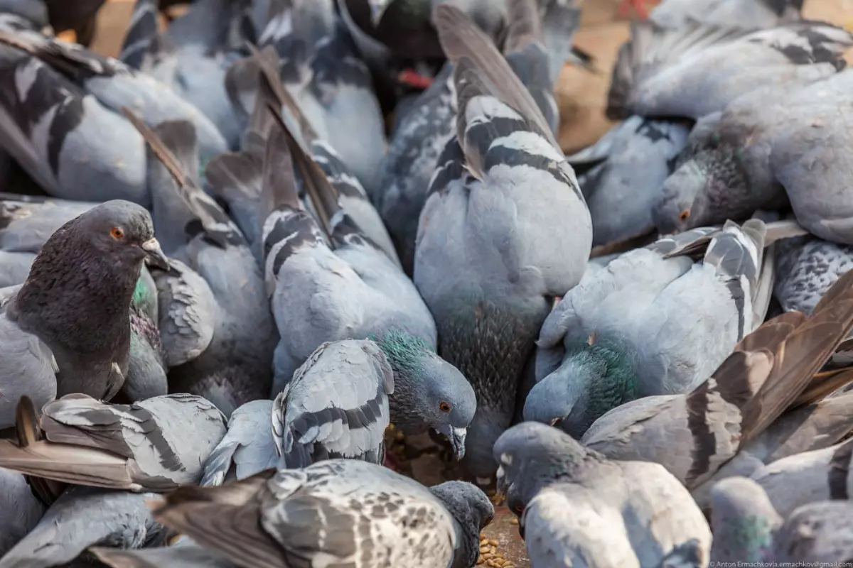 19. Ang labing kadako nga pagtipon sa mga pigeon sa plasa sa Hanuma Dhoka, ang komplikado sa mga templo sa Hindu, apan