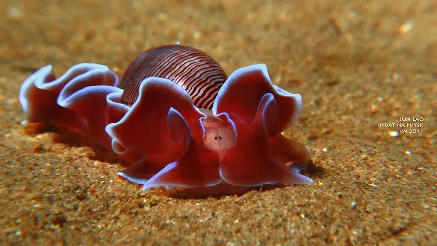 9. Hydatina Phessis.