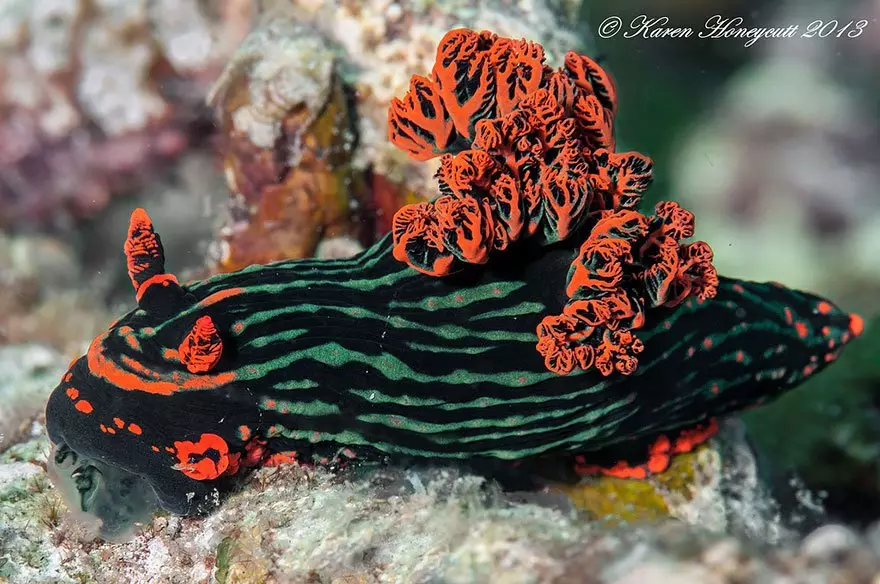 14. NembRotha Kubaryana.