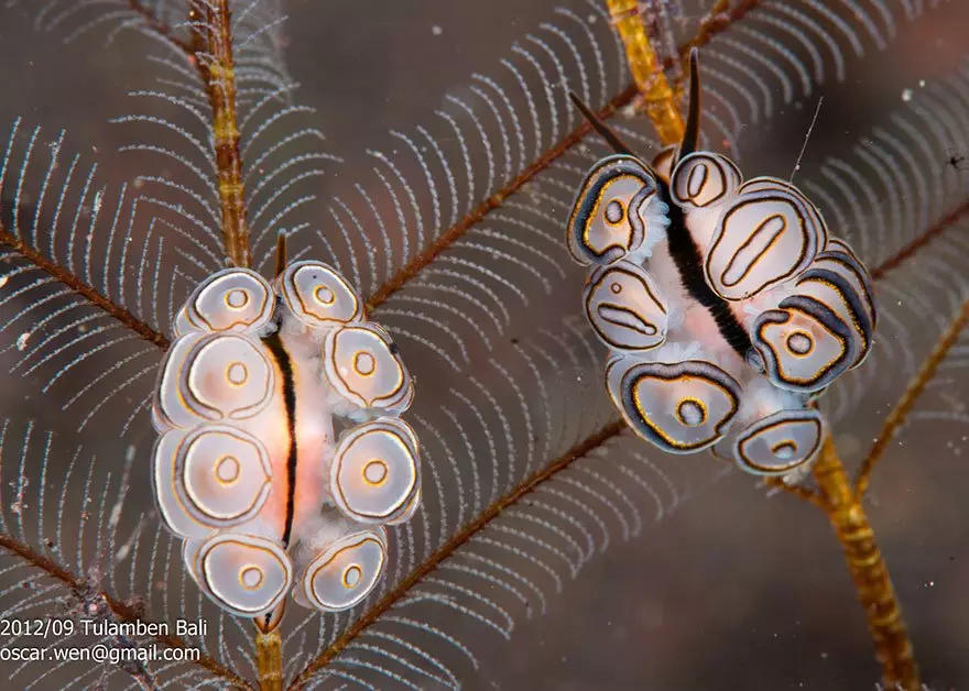 16. டோனட் Nudibranch.