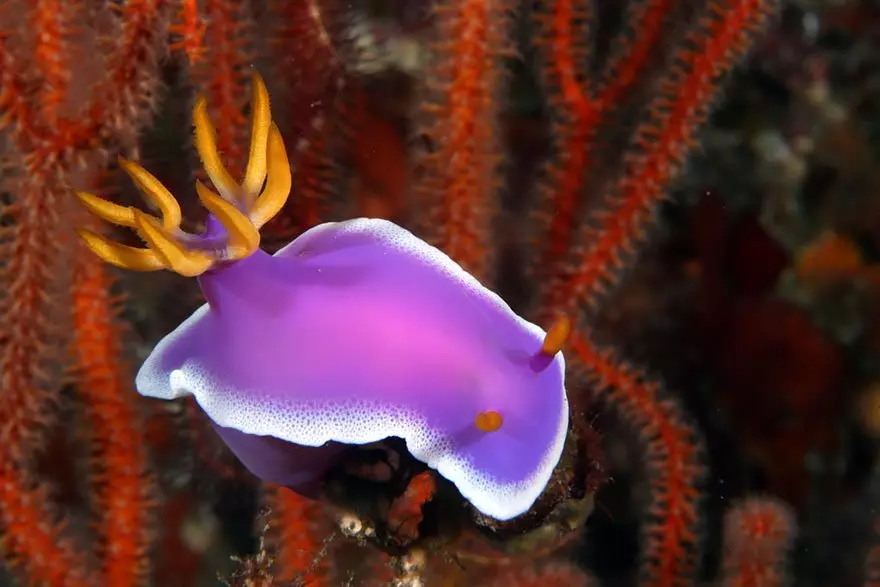 17. Hypellodoris Apolegma.