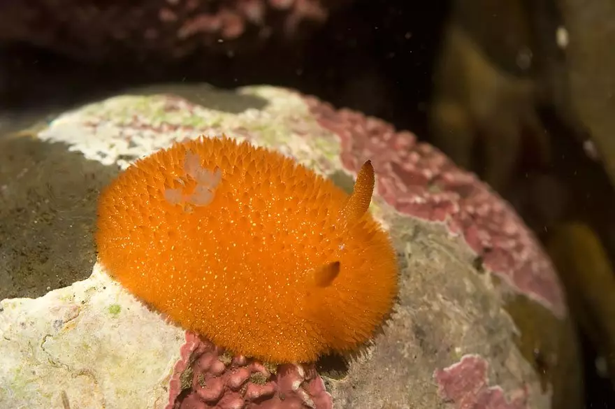 19. Acanhodoris Lutea.