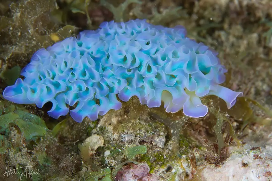 20. Lettuce Gungwa Slug (Elysia Crispata)