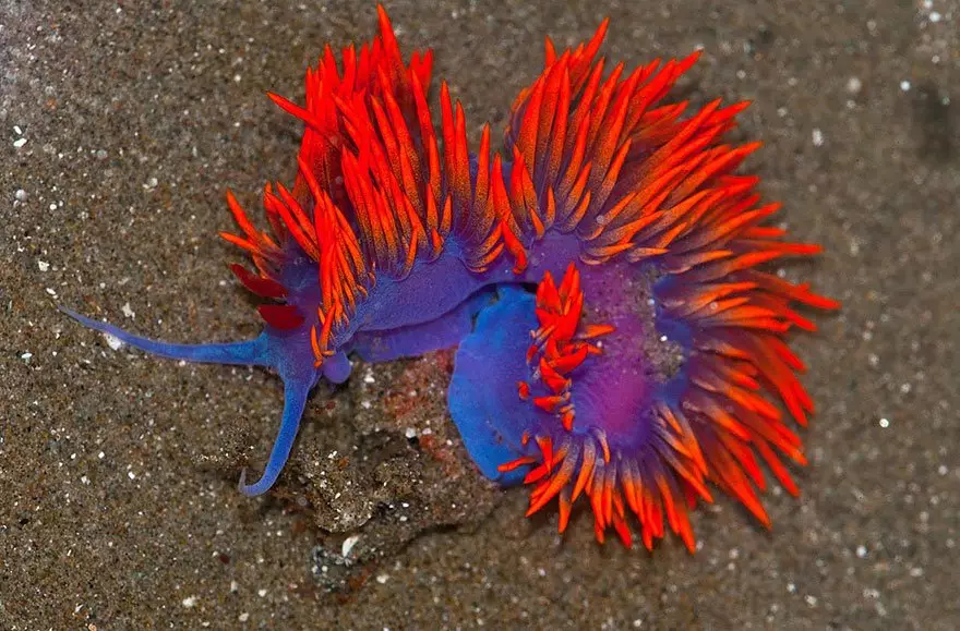 22. Flabellina அயோடினியா.