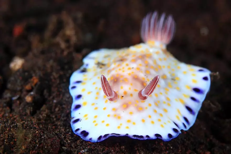 23. Chromodoris Alius.