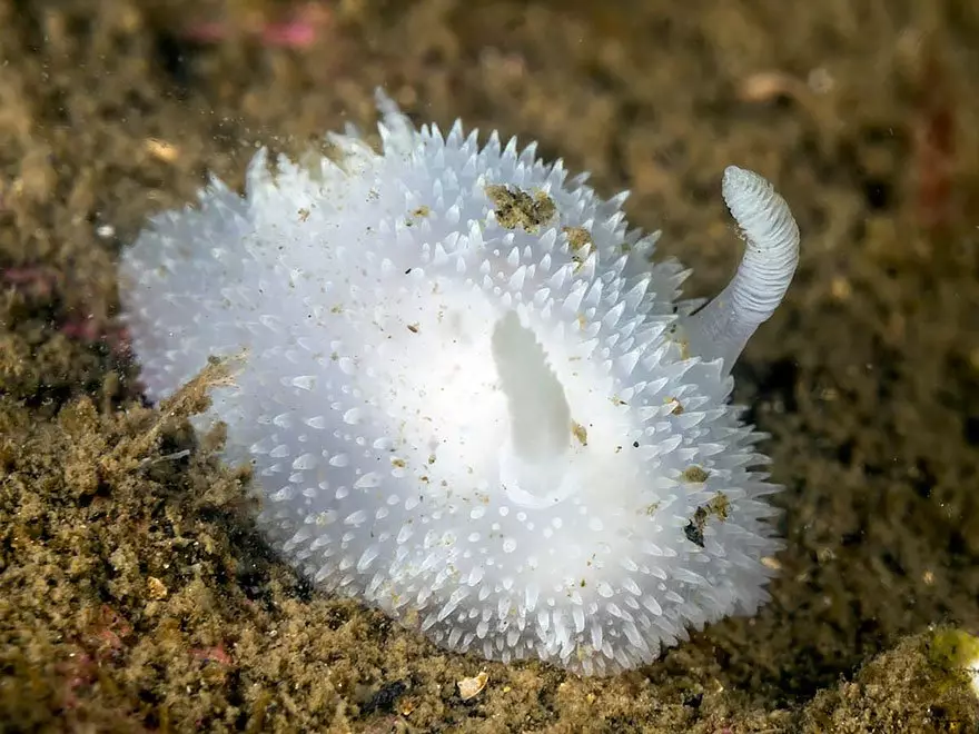 27. Sea Bunny (Acanthodoris Pilosa)