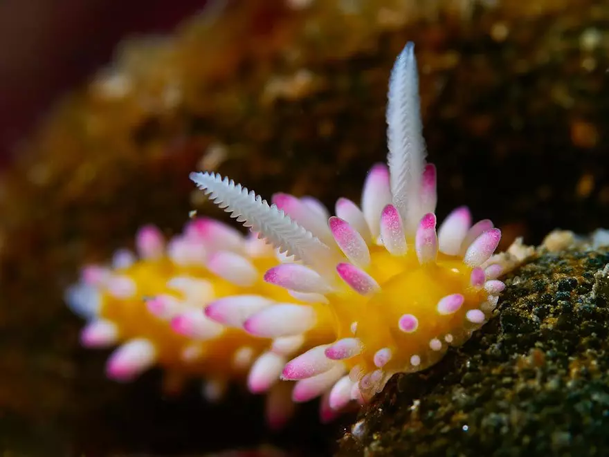 28. Cadlinella Ornatissima.